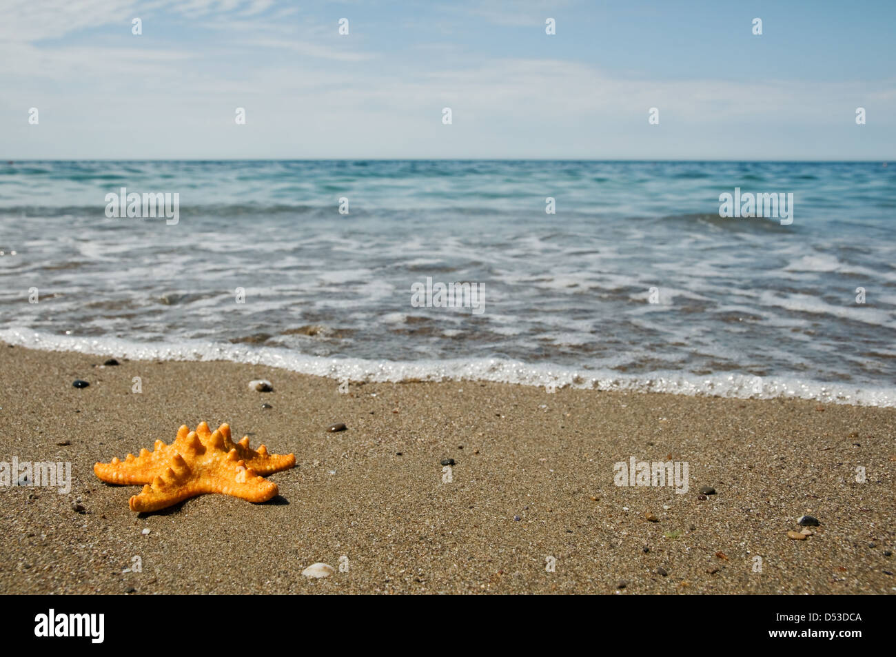 small red starfish on sand Stock Photo - Alamy