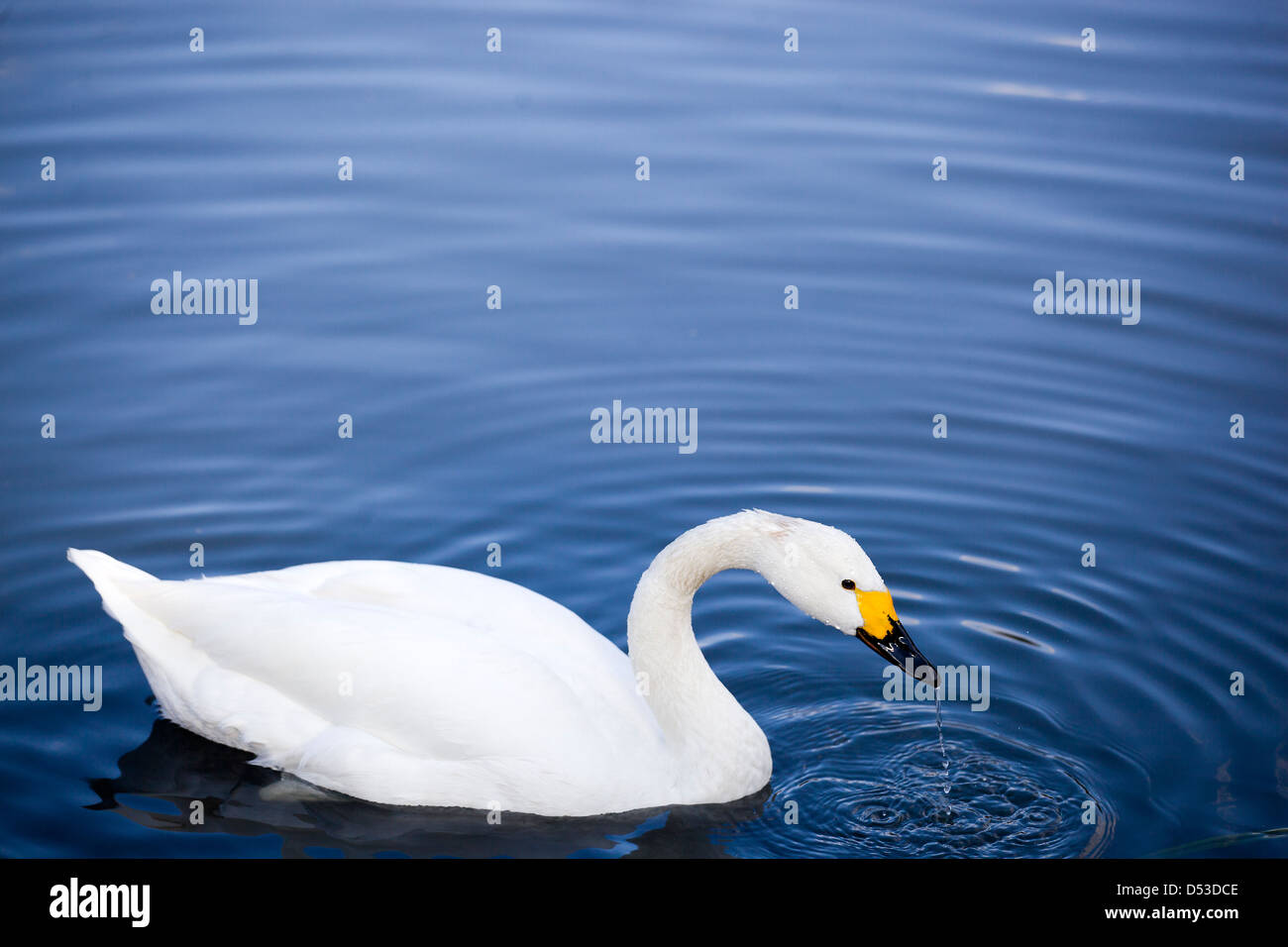 The white swan and the ripples ... Barnes Wetland Centre, UK Stock ...