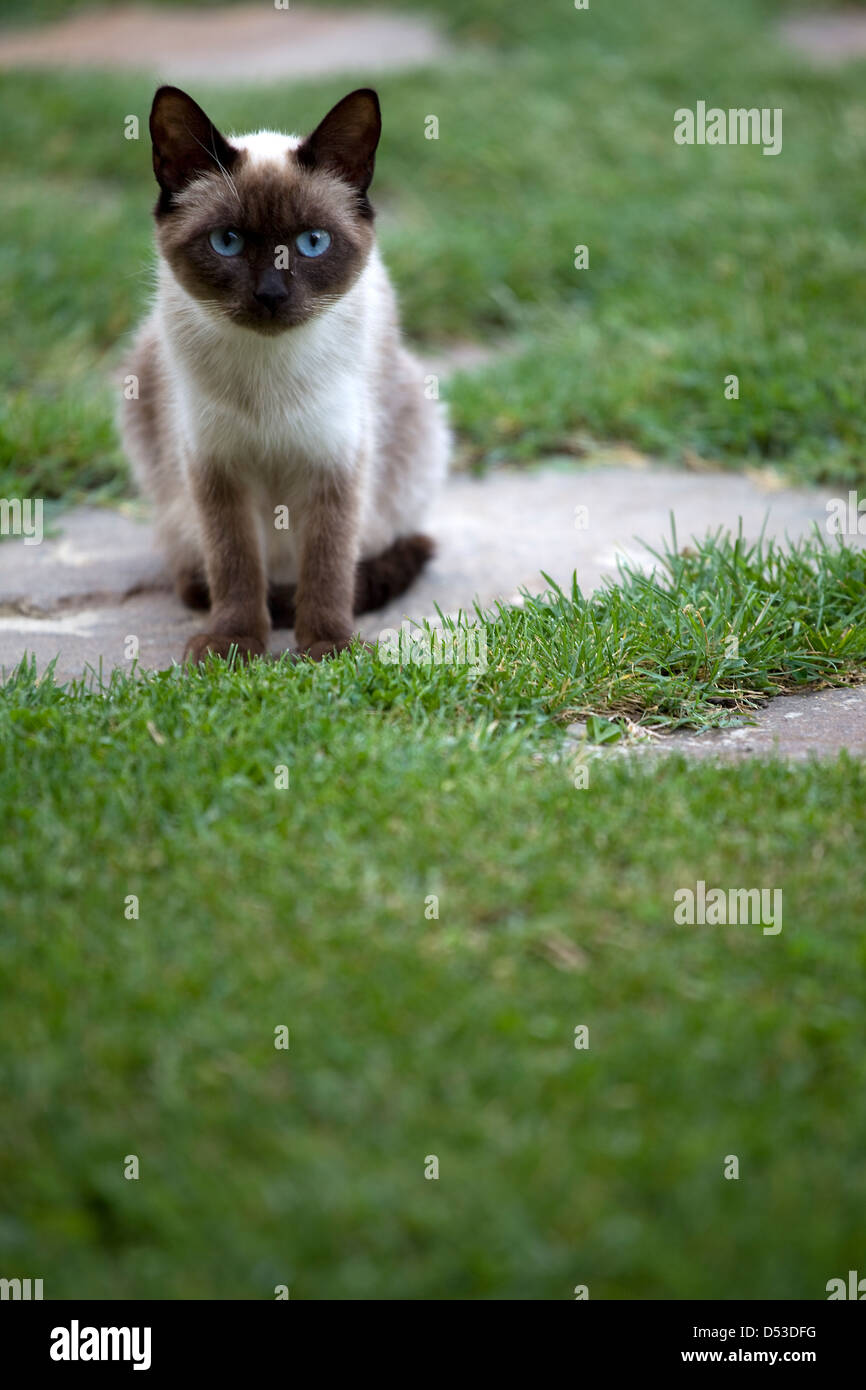 Cat waiting perfect opportunity pounce hi-res stock photography and ...