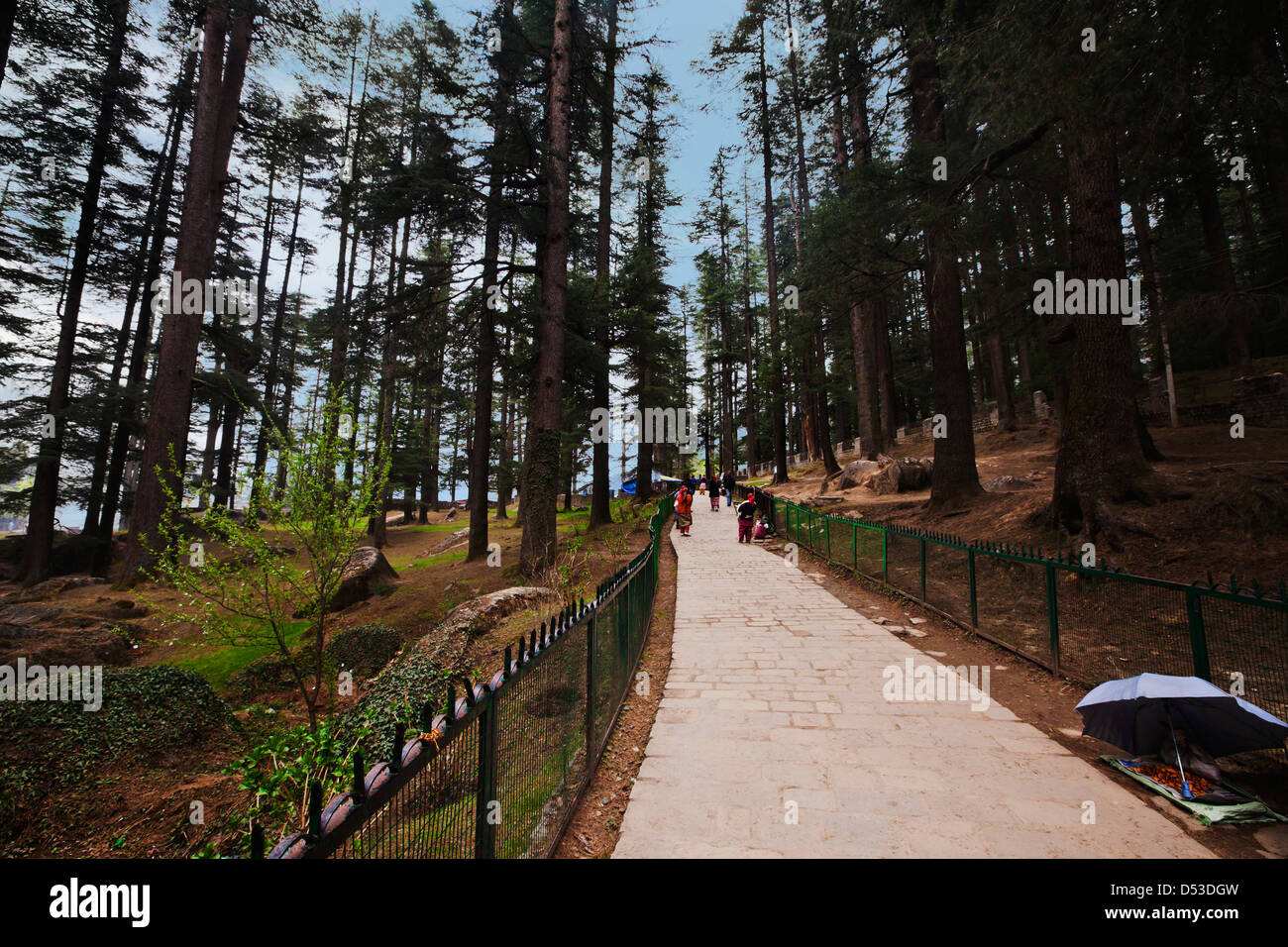 Tourist walking on a walkway in a forest, Manali, Himachal Pradesh ...