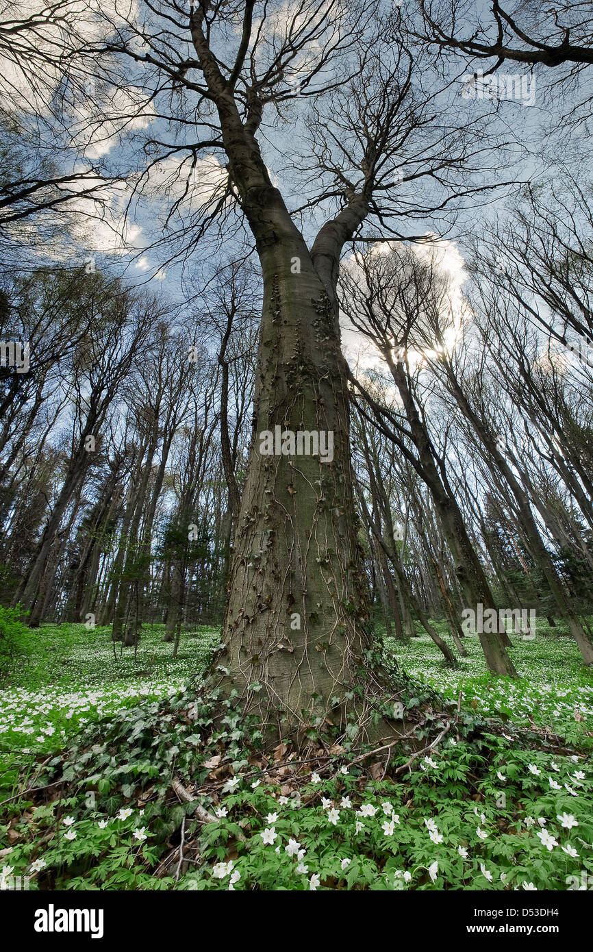 Old tree in the woods hi-res stock photography and images - Alamy