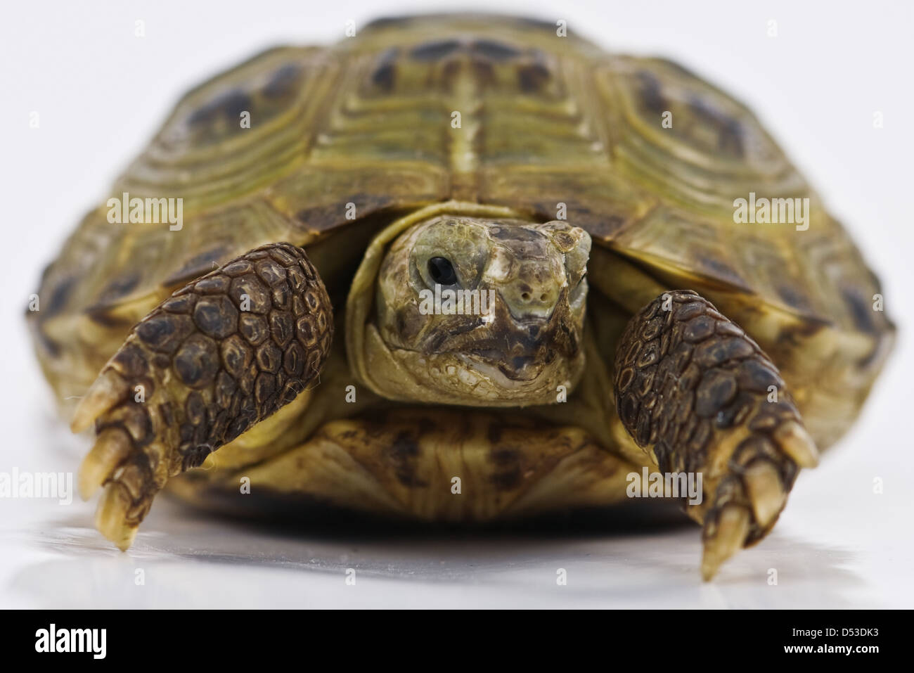 Tortoise hi-res stock photography and images - Alamy
