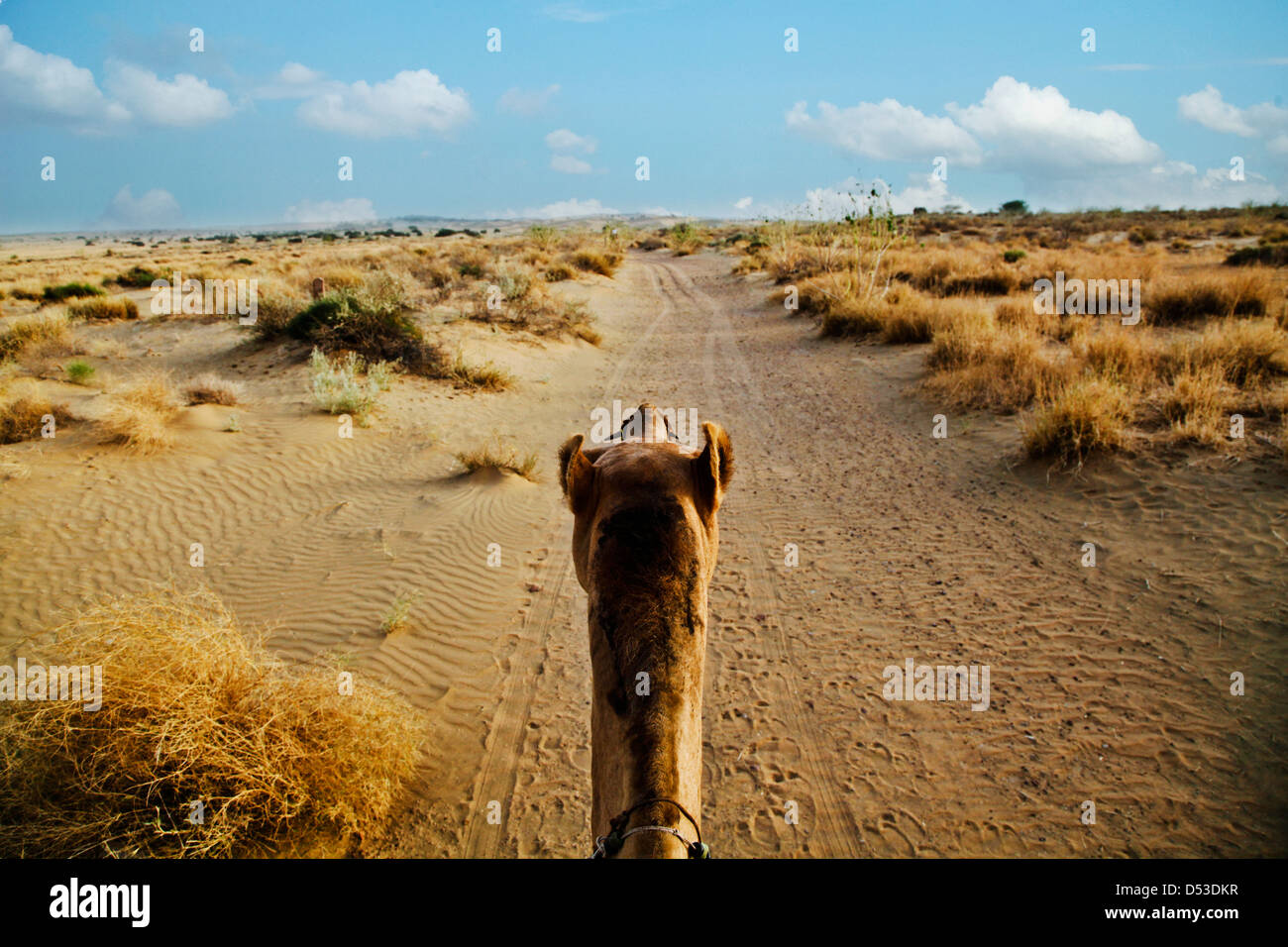 Camel in desert landscape near Jaisalmer, Rajasthan, India Stock Photo ...