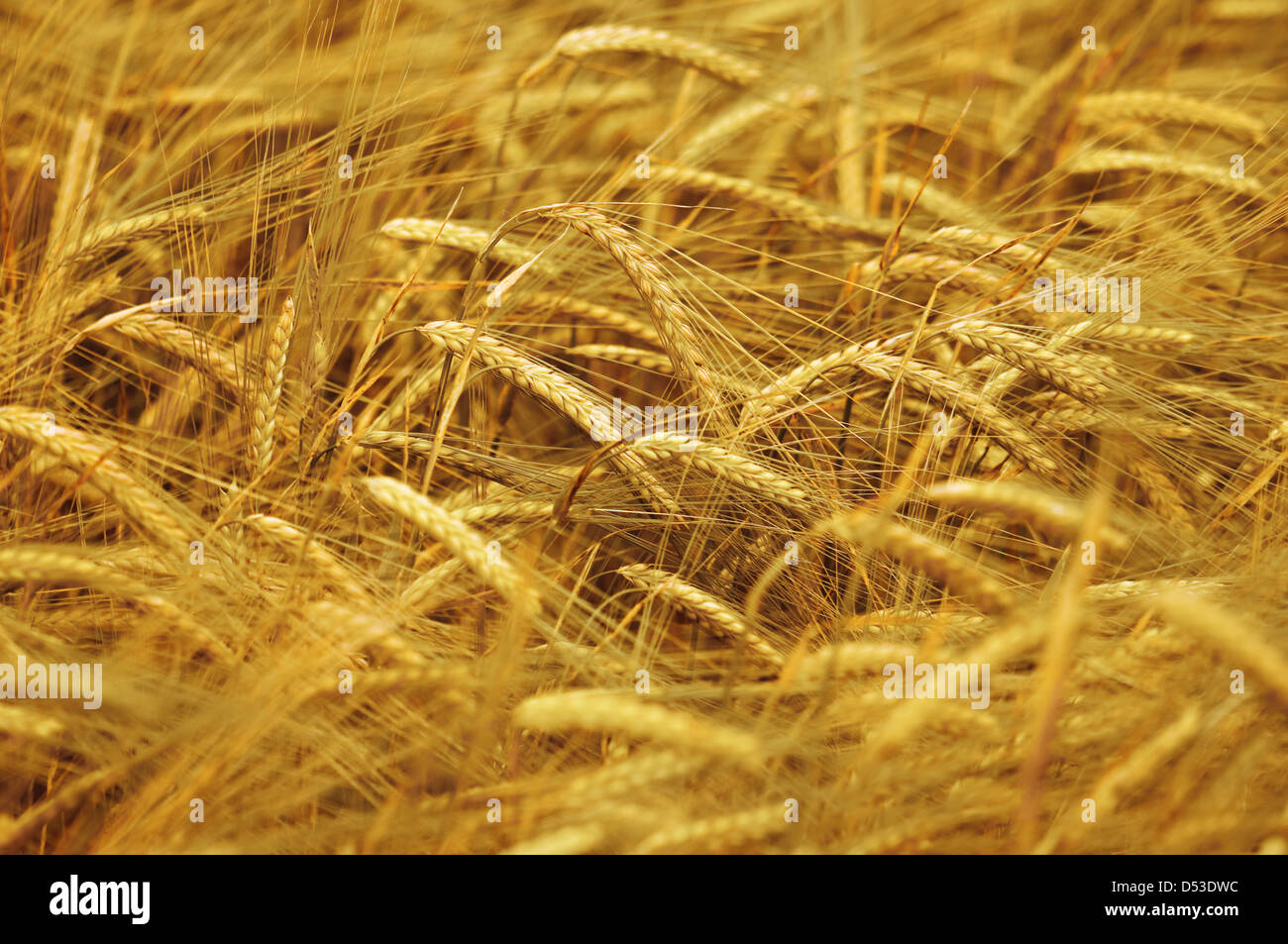 Wheat grain grains agriculture hi-res stock photography and images - Alamy