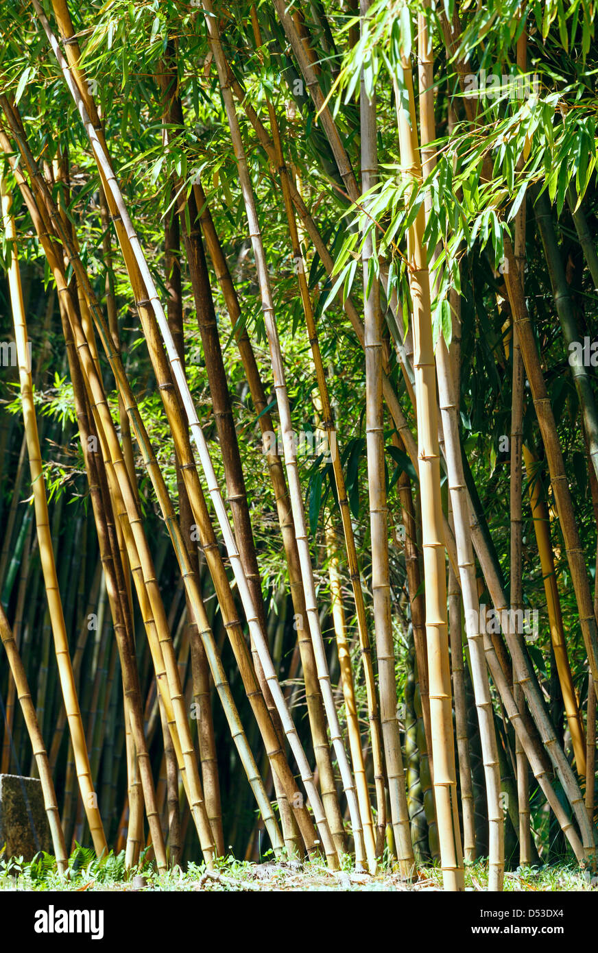 Grove of bamboo tree Stock Photo - Alamy
