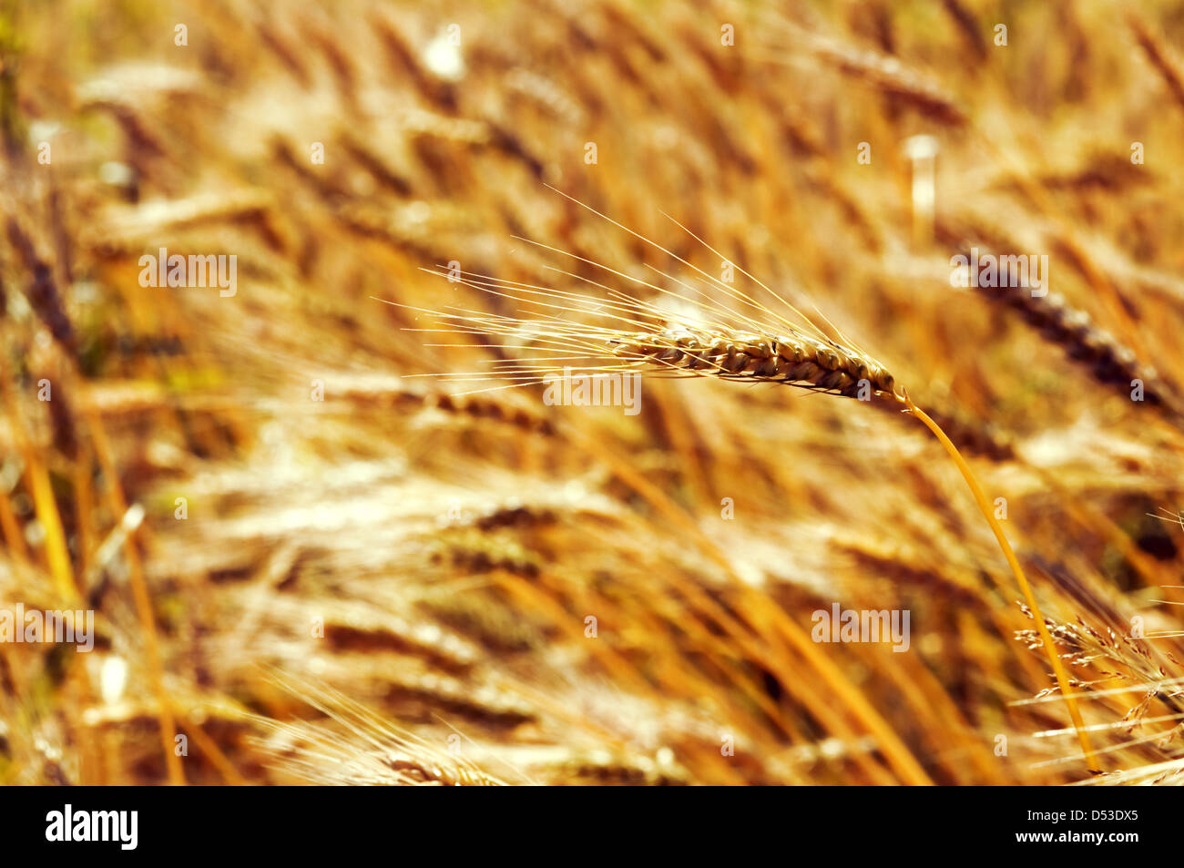 Ripe yellow wheat with stalks by grains Stock Photo - Alamy