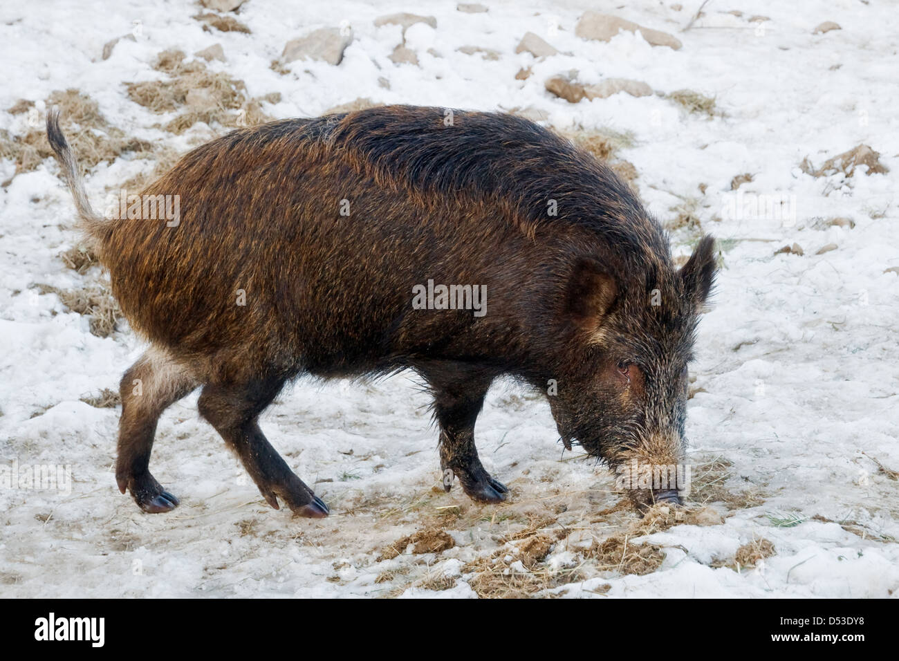 wild boar on winter field Stock Photo - Alamy