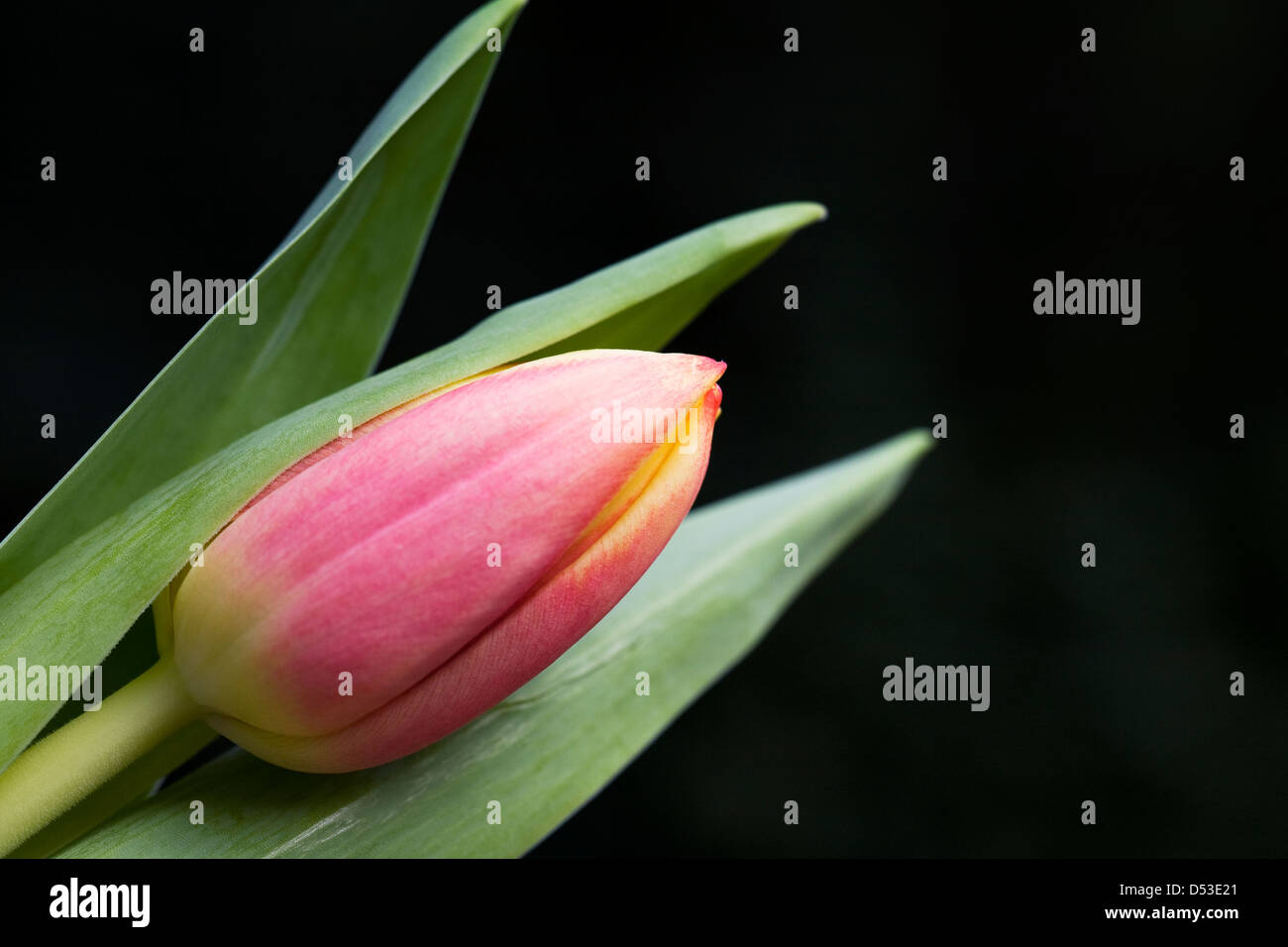 A single red and yellow tulip against a black background Stock Photo ...