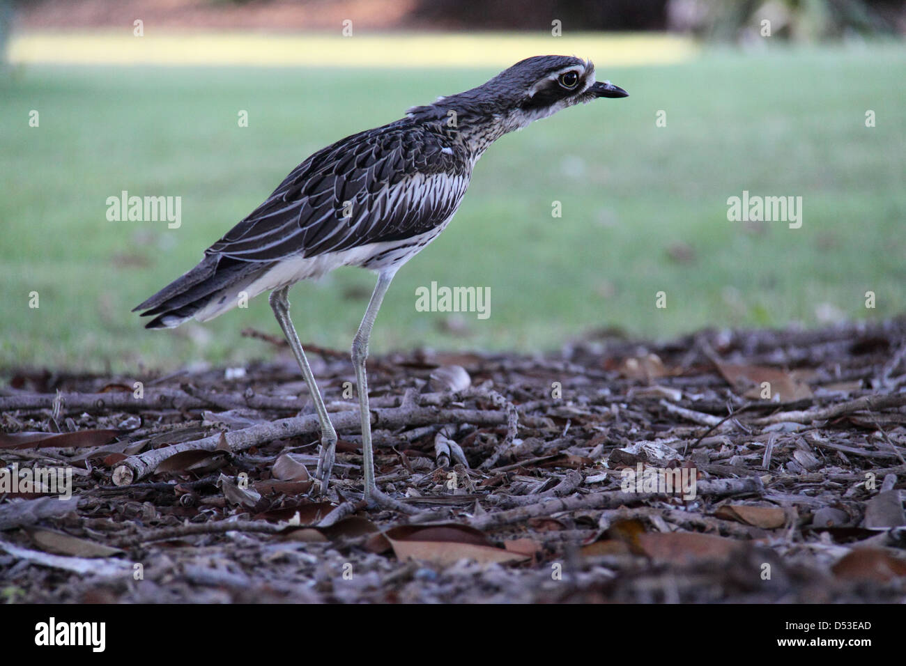 Bush Stone Curlew (Burhinus Grallarius Stock Photo - Alamy