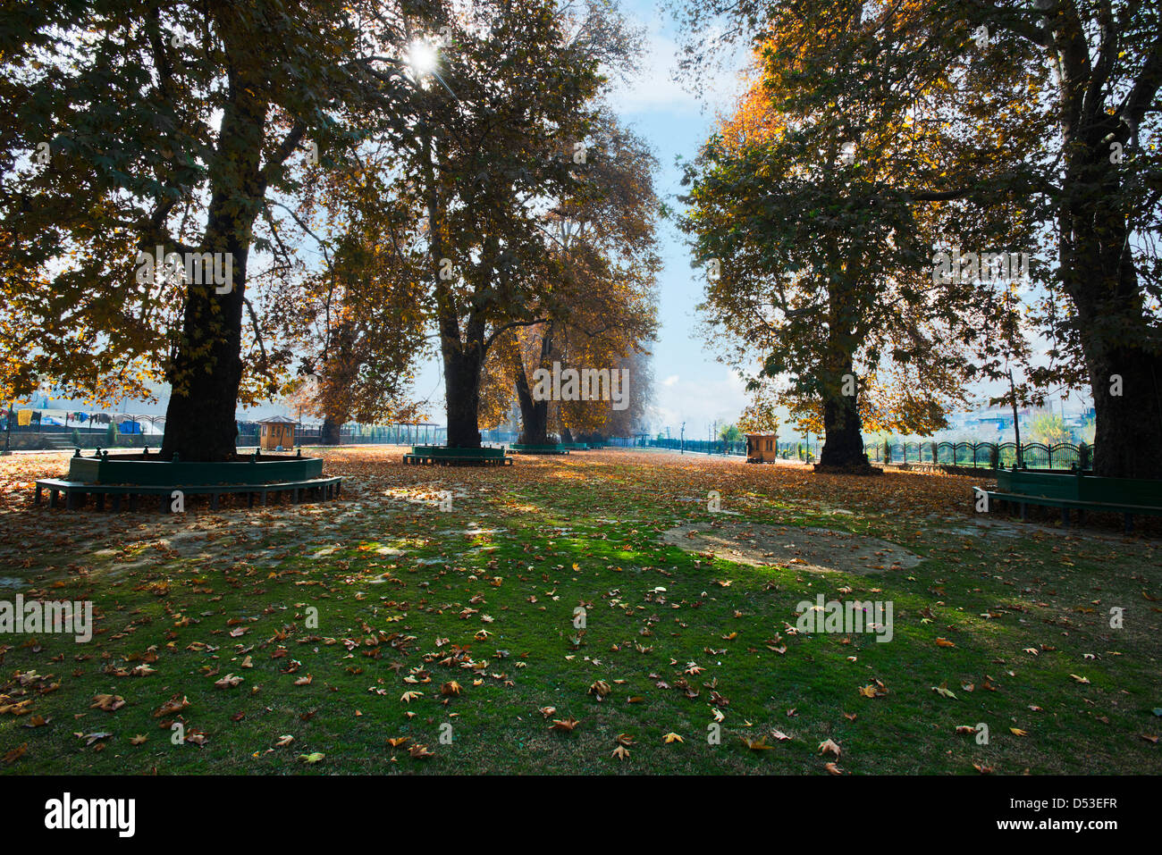 Chinar bagh hi-res stock photography and images - Alamy