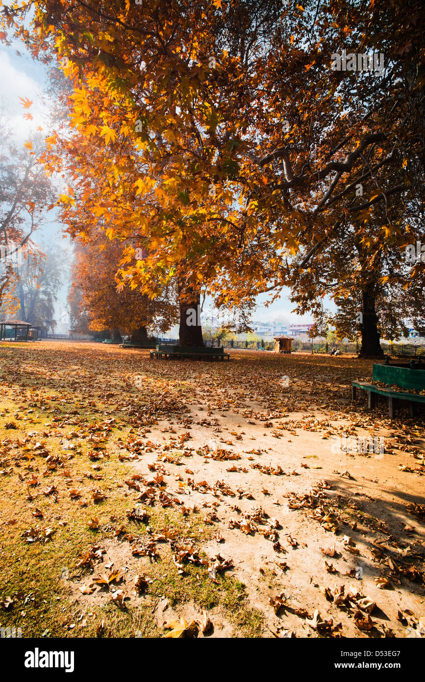 Chinar tree leaf hi-res stock photography and images - Alamy