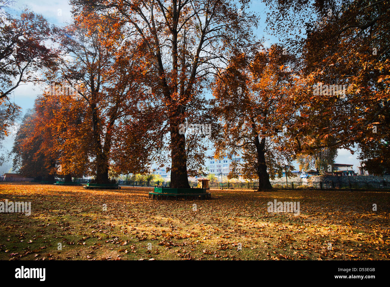 Trees in a garden, Chinar Bagh, Srinagar, Jammu And Kashmir, India ...