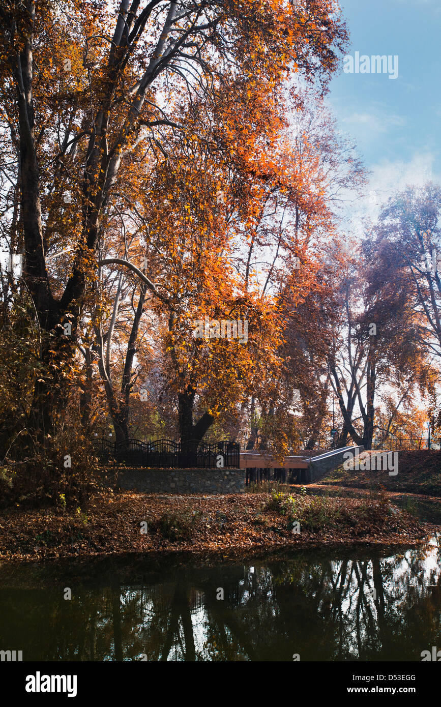 Chinar tree leaf hi-res stock photography and images - Alamy