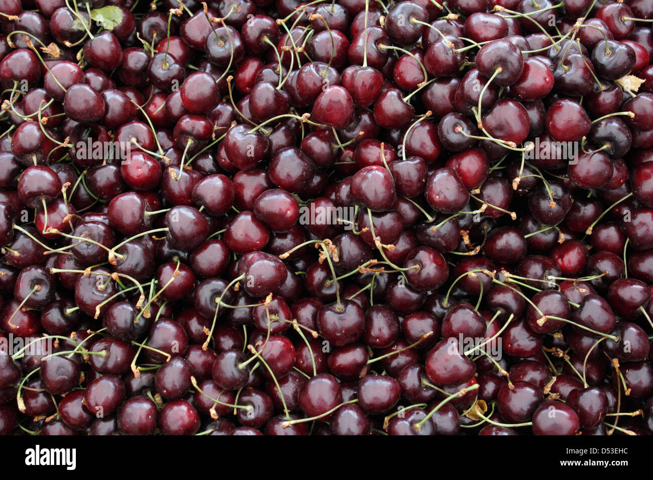 Background of dark red cherry stone fruits with stems still attached ...