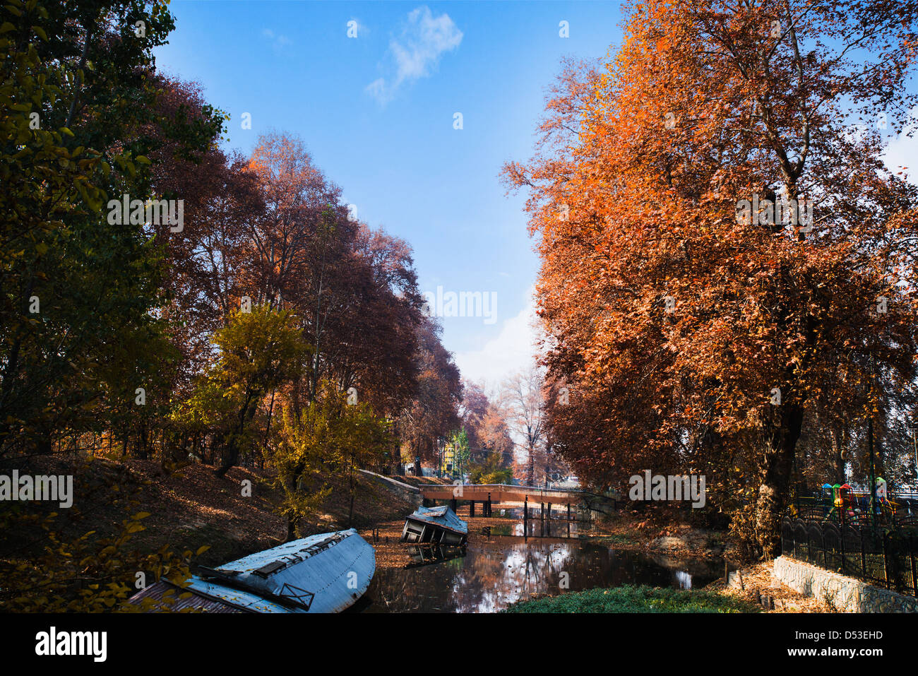 Trees in a garden, Chinar Bagh, Srinagar, Jammu And Kashmir, India ...