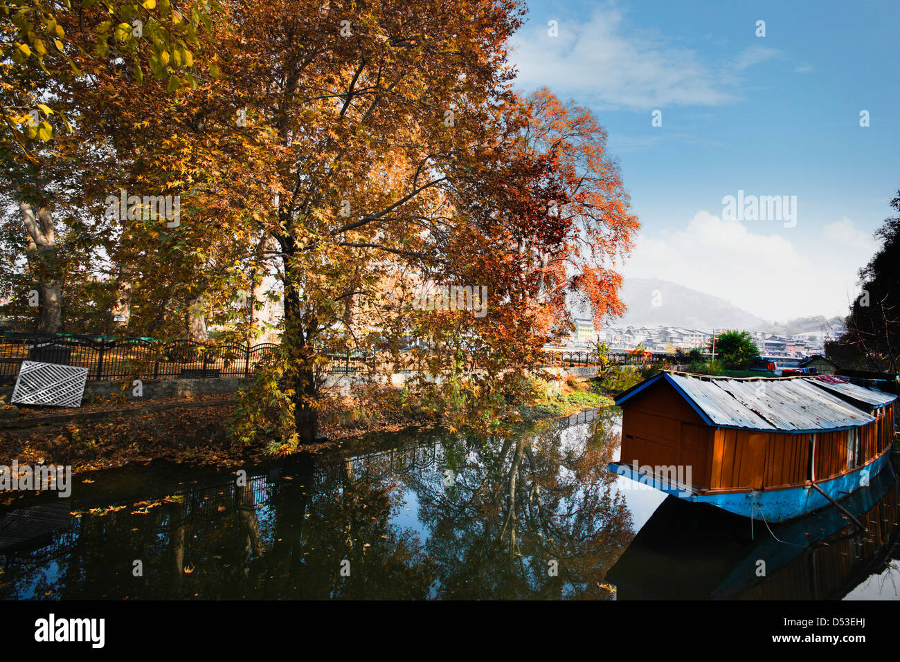 Chinar tree leaf hi-res stock photography and images - Alamy