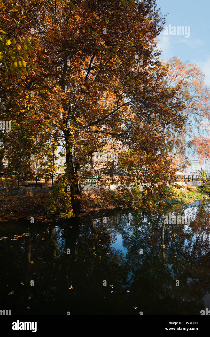 Reflection of trees on the water, Chinar Bagh, Srinagar, Jammu And ...