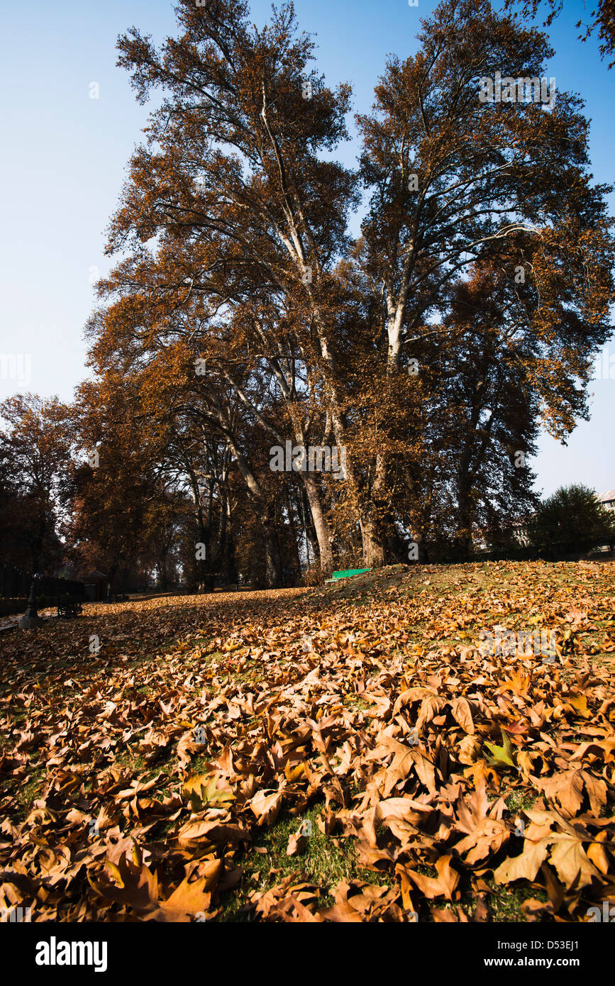 Chinar tree leaf hi-res stock photography and images - Alamy