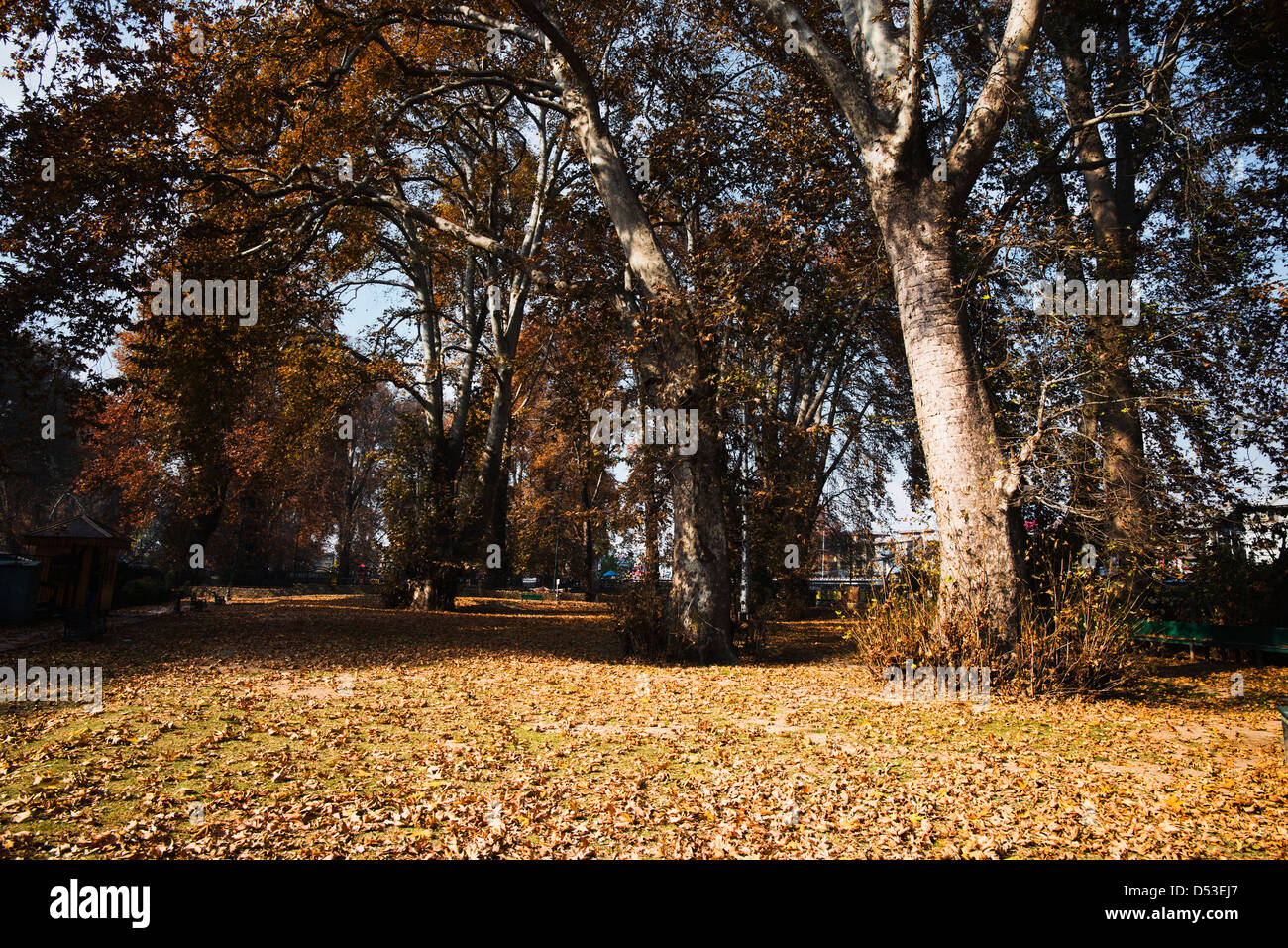 Trees in a garden, Chinar Bagh, Srinagar, Jammu And Kashmir, India ...