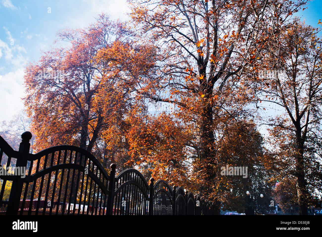 Trees in a garden, Chinar Bagh, Srinagar, Jammu And Kashmir, India ...