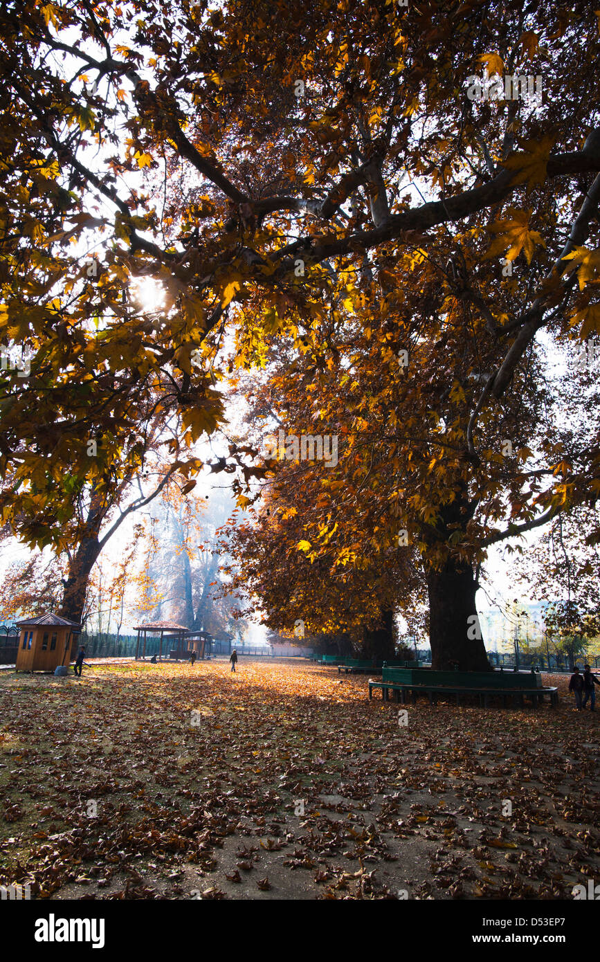 Trees in a garden, Chinar Bagh, Srinagar, Jammu And Kashmir, India ...