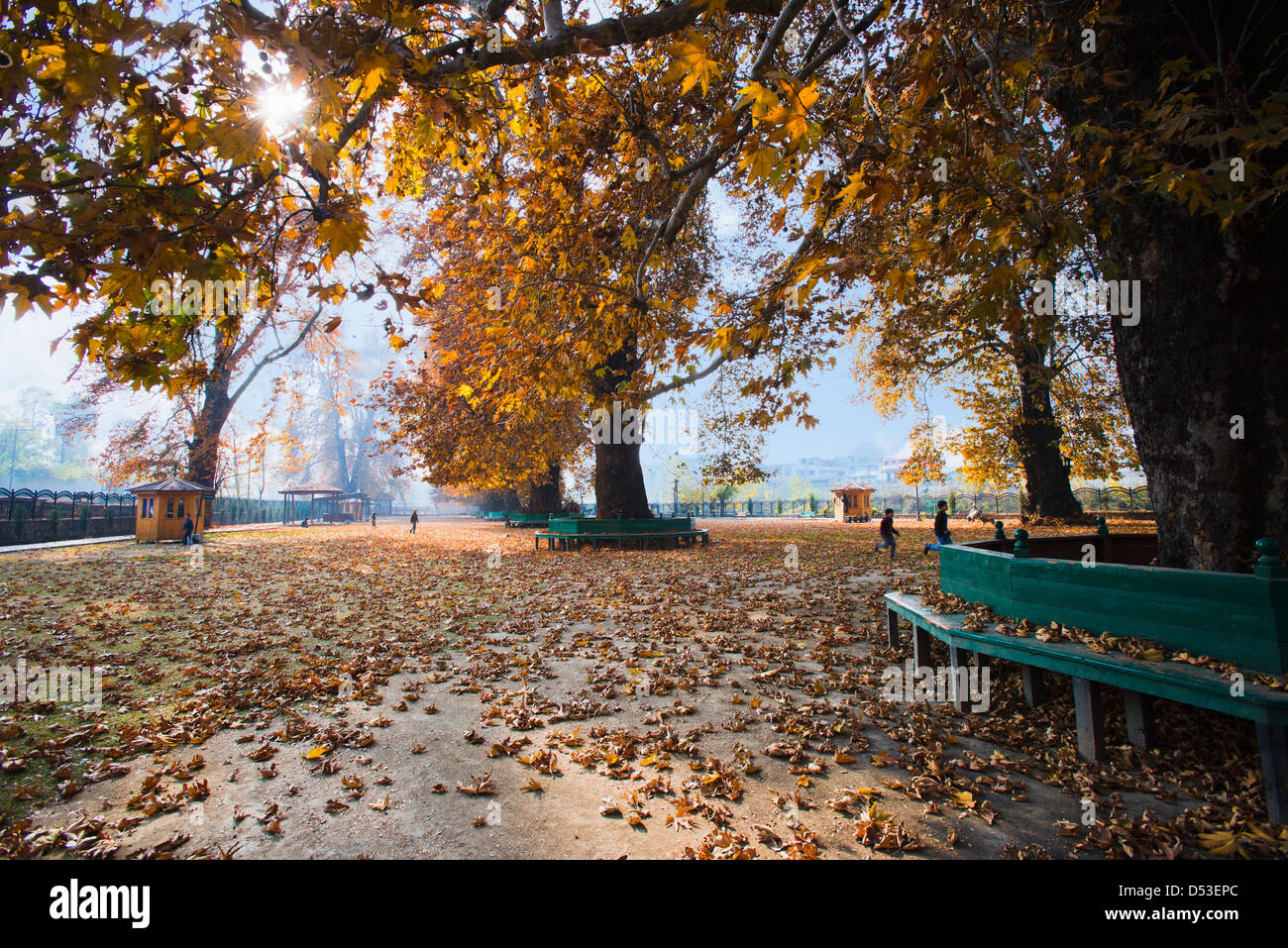 Chinar tree leaf hi-res stock photography and images - Alamy