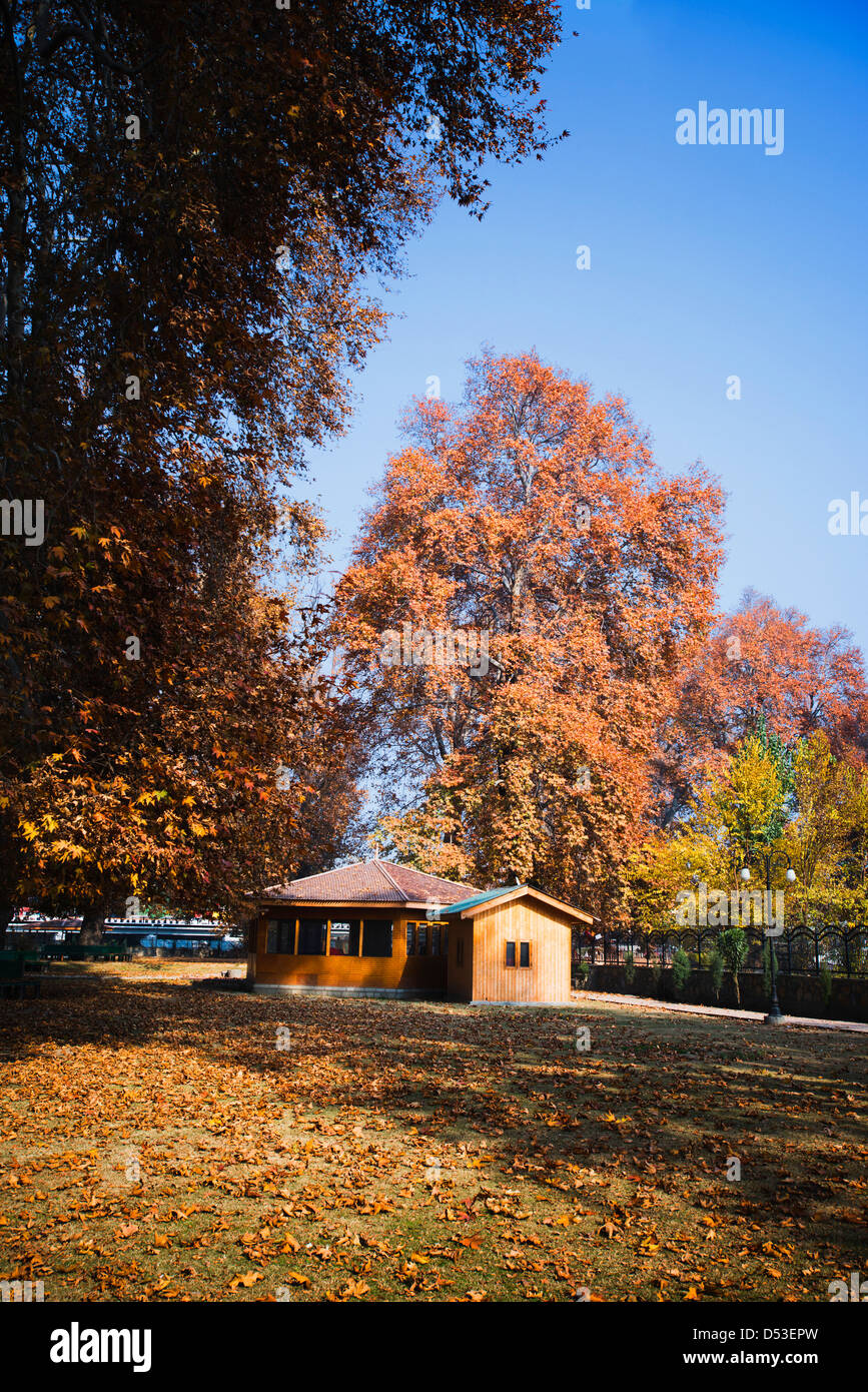 Trees in a garden, Chinar Bagh, Srinagar, Jammu And Kashmir, India ...