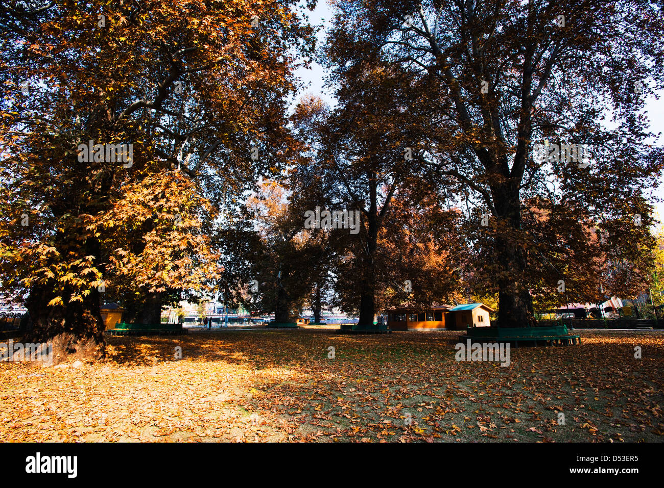 Trees in a garden, Chinar Bagh, Srinagar, Jammu And Kashmir, India ...