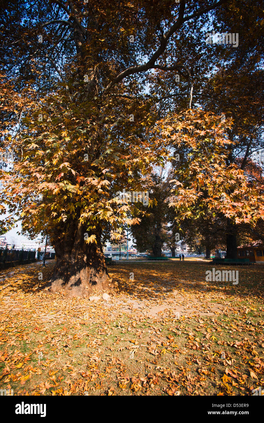 Chinar leaf hi-res stock photography and images - Alamy