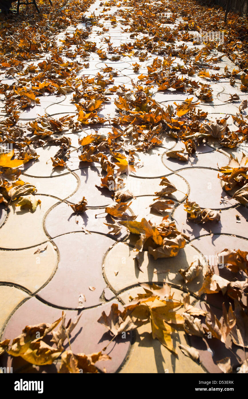 Fallen leaves on a garden path, Chinar Bagh, Srinagar, Jammu And ...