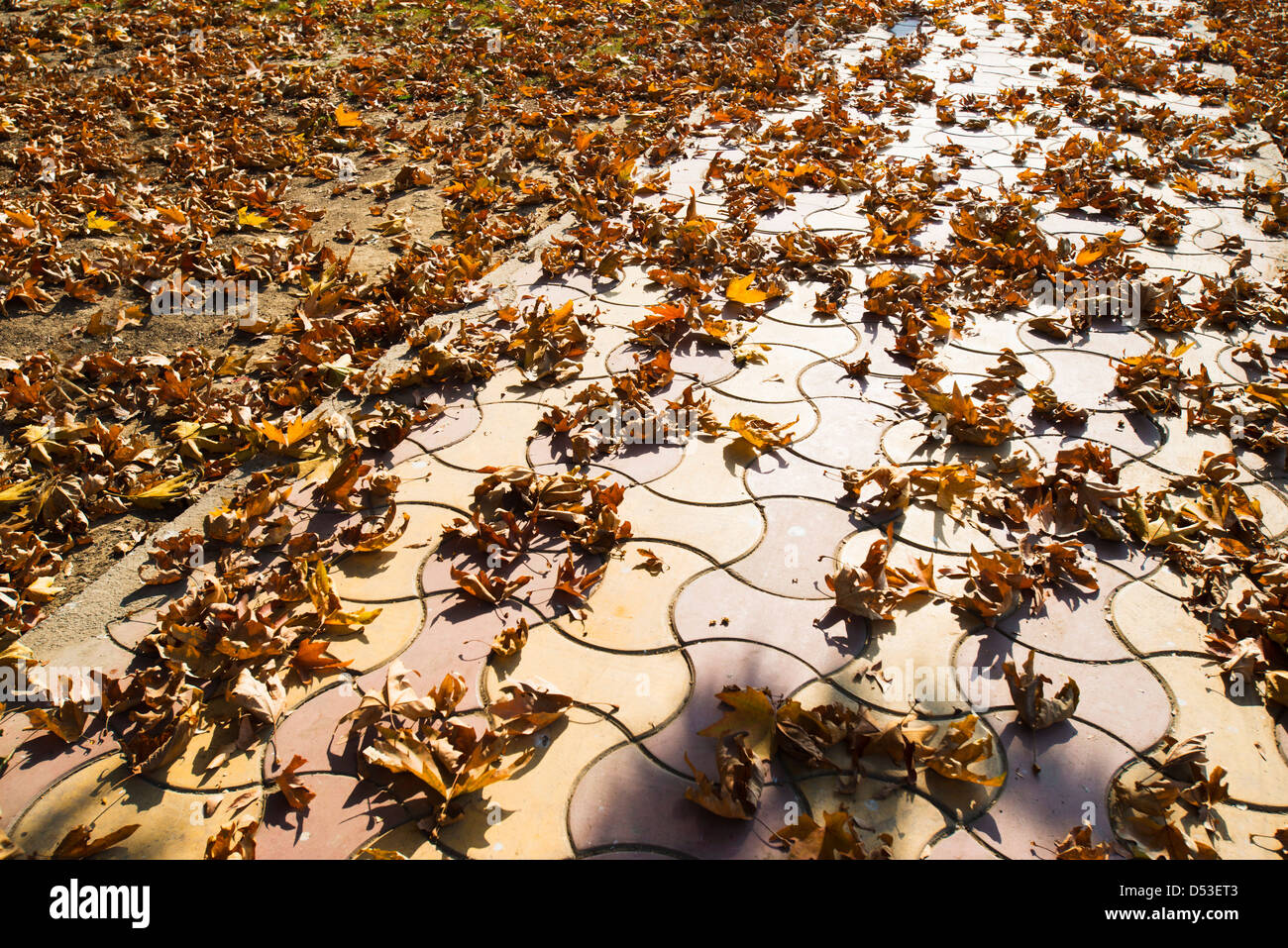 Fallen leaves on a garden path, Chinar Bagh, Srinagar, Jammu And ...