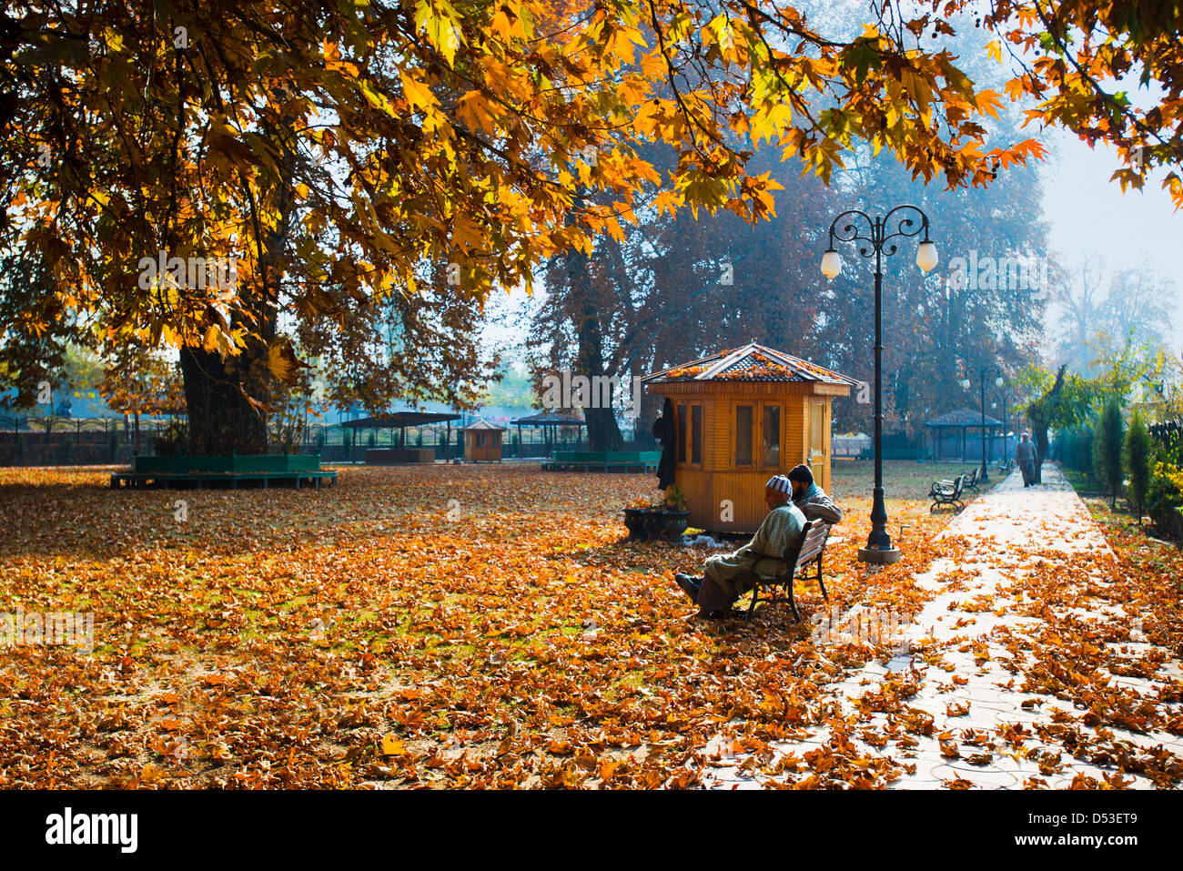 Fallen leaves on a garden path, Chinar Bagh, Srinagar, Jammu And ...