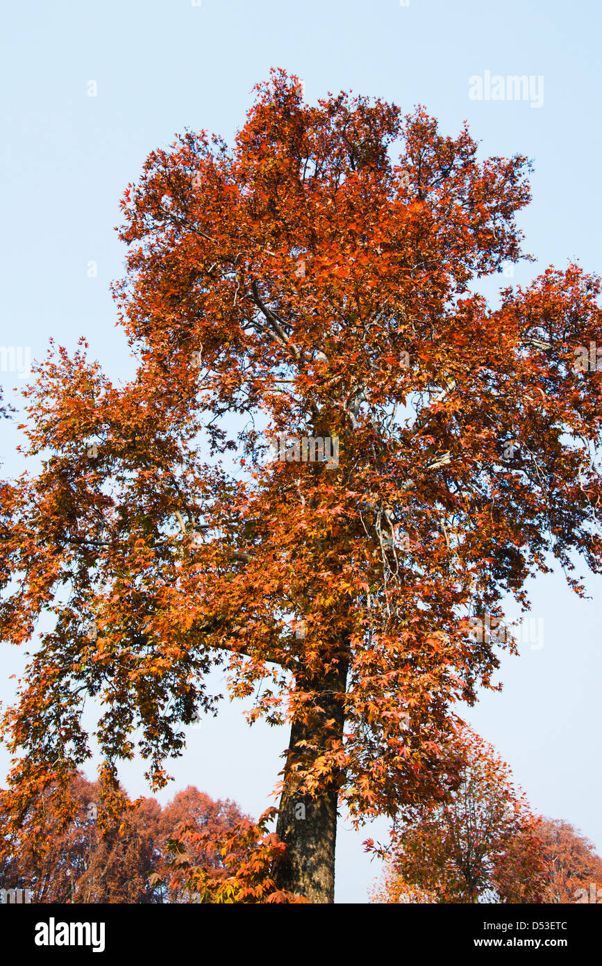 Low angle view of a maple tree, Shalimar Bagh, Srinagar, Jammu And ...