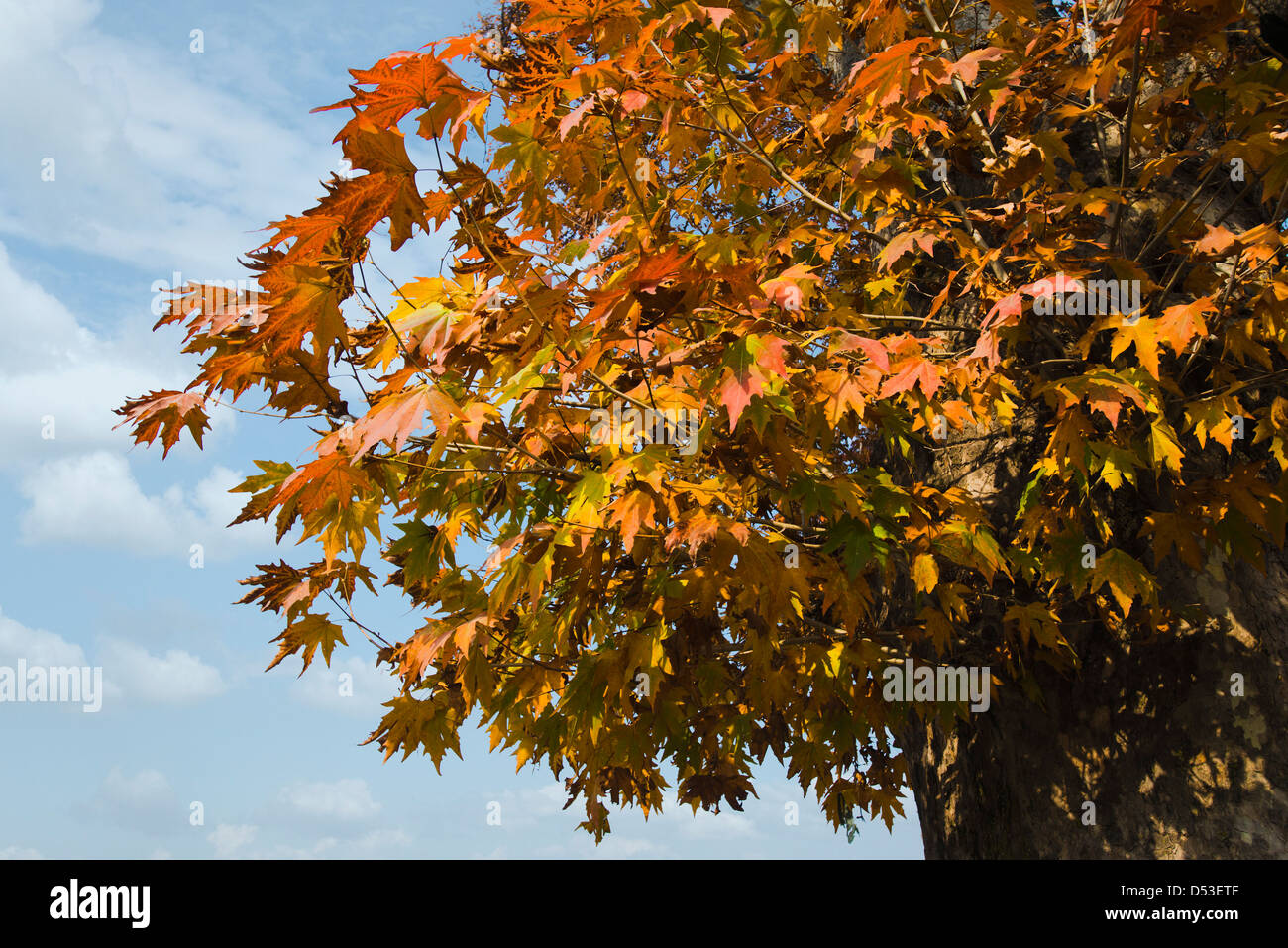 Low angle view of a maple tree, Shalimar Bagh, Srinagar, Jammu And ...