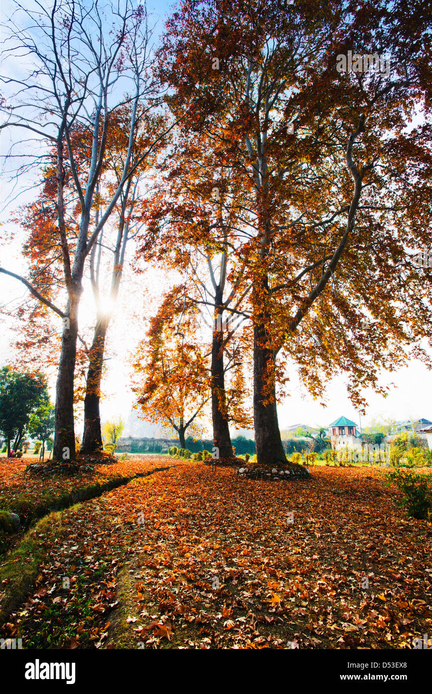 Trees in a garden, Shalimar Bagh, Srinagar, Jammu And Kashmir, India ...