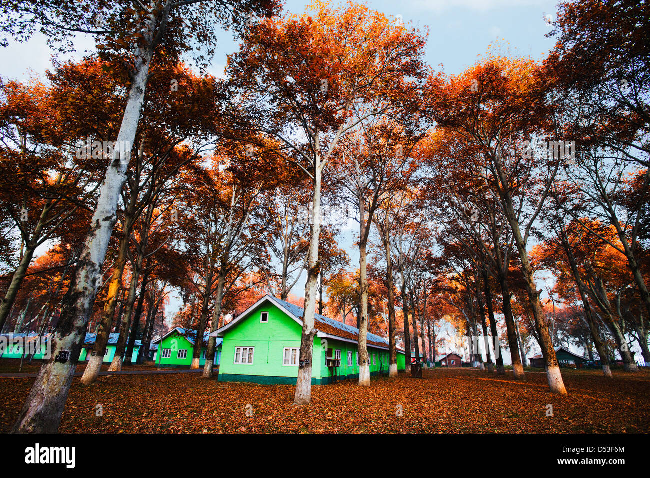 Trees in a garden, Naseem Bagh, Srinagar, Jammu And Kashmir, India ...