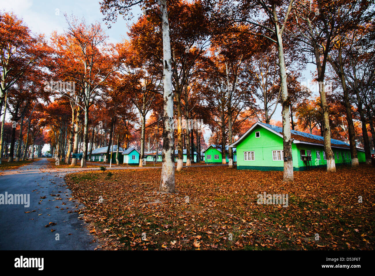 Trees in a garden, Naseem Bagh, Srinagar, Jammu And Kashmir, India ...
