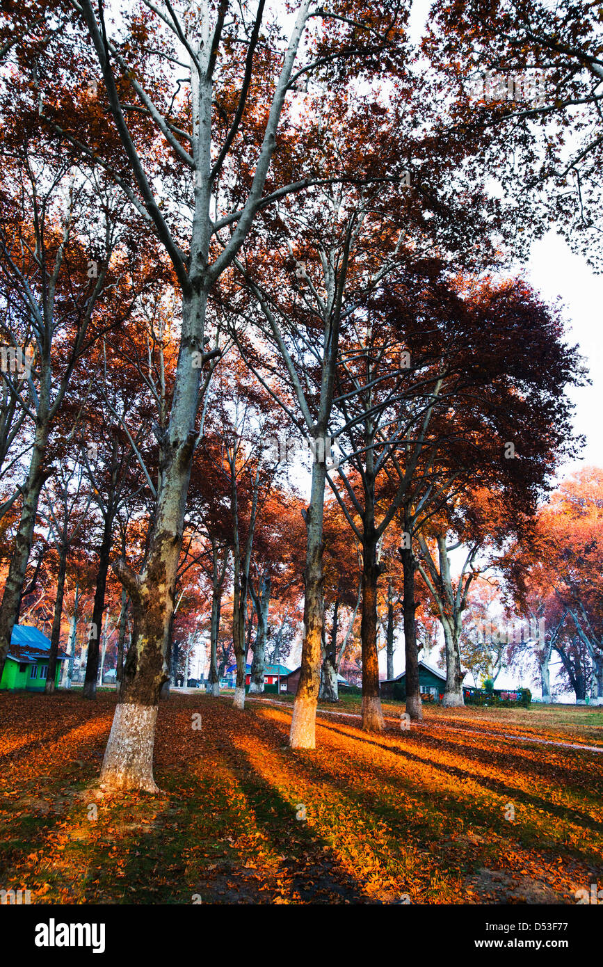 Trees in a garden, Naseem Bagh, Srinagar, Jammu And Kashmir, India ...