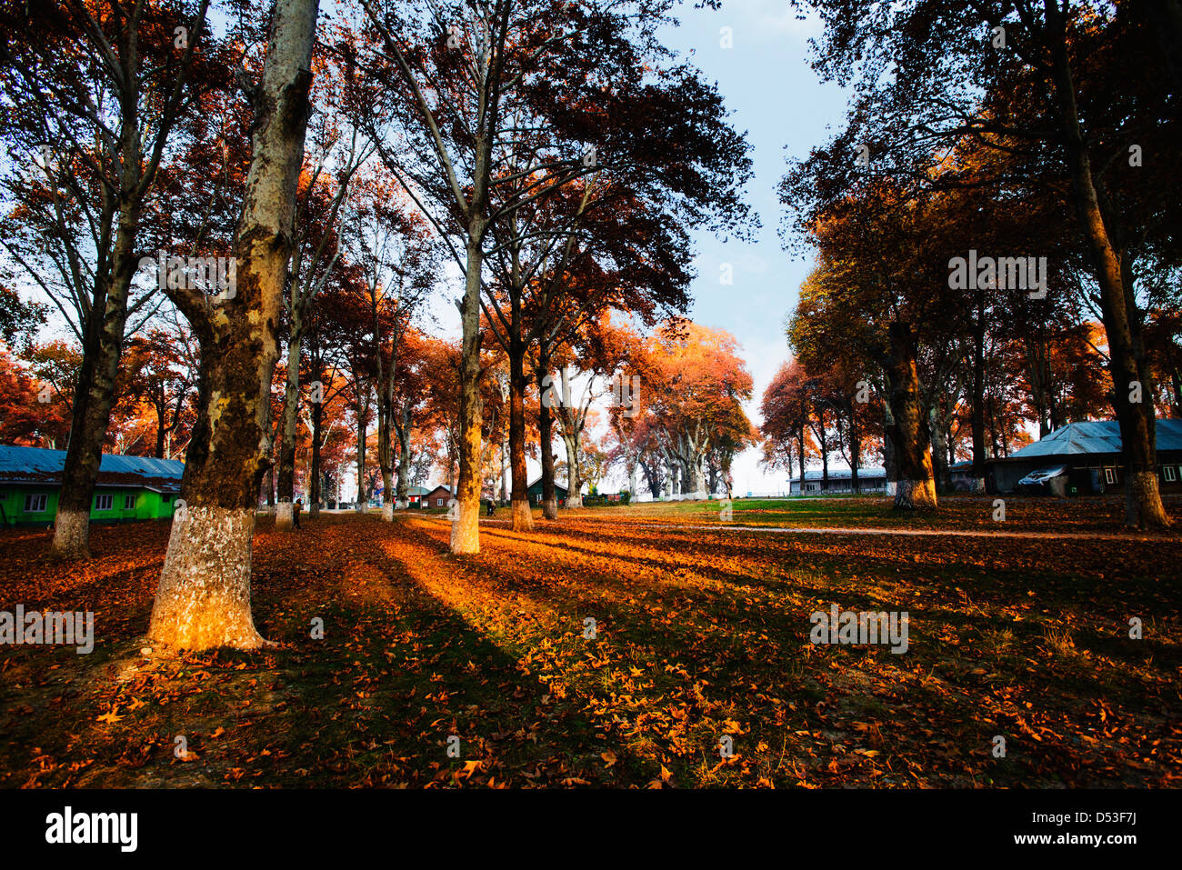 Trees in a garden, Naseem Bagh, Srinagar, Jammu And Kashmir, India ...
