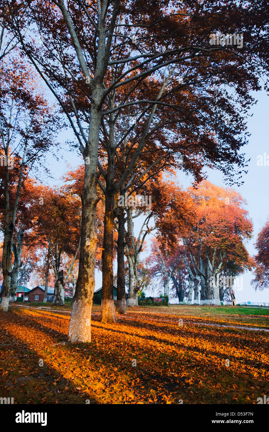 Trees in a garden, Naseem Bagh, Srinagar, Jammu And Kashmir, India ...