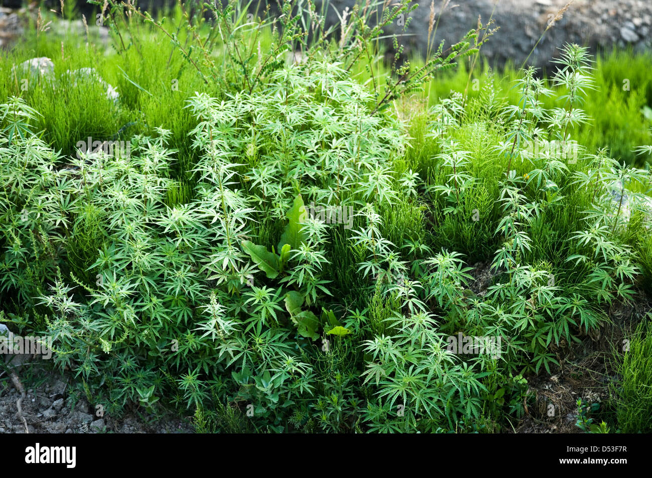 Marijuana hi-res stock photography and images - Alamy