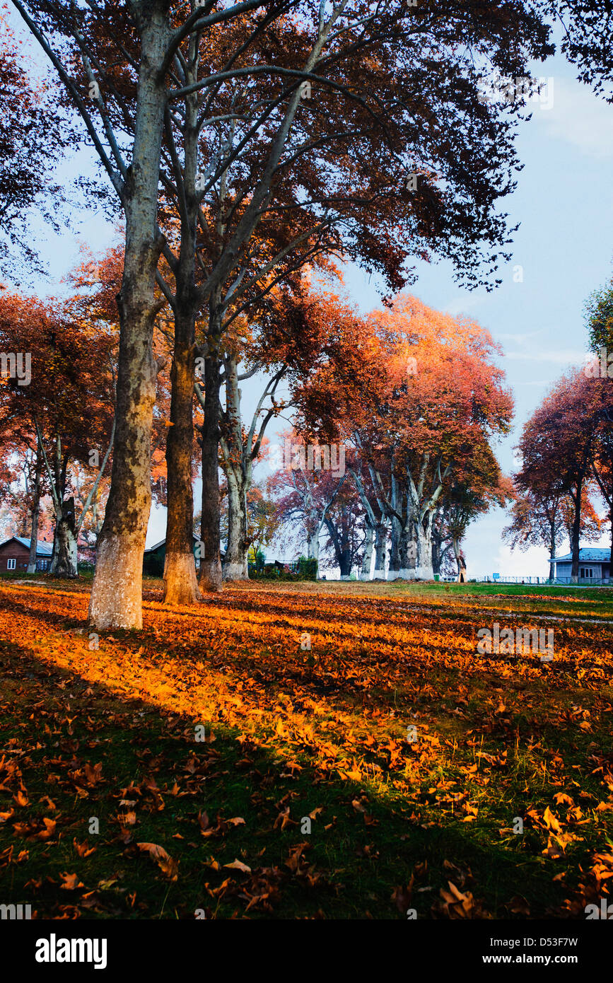 Trees in a garden, Naseem Bagh, Srinagar, Jammu And Kashmir, India ...
