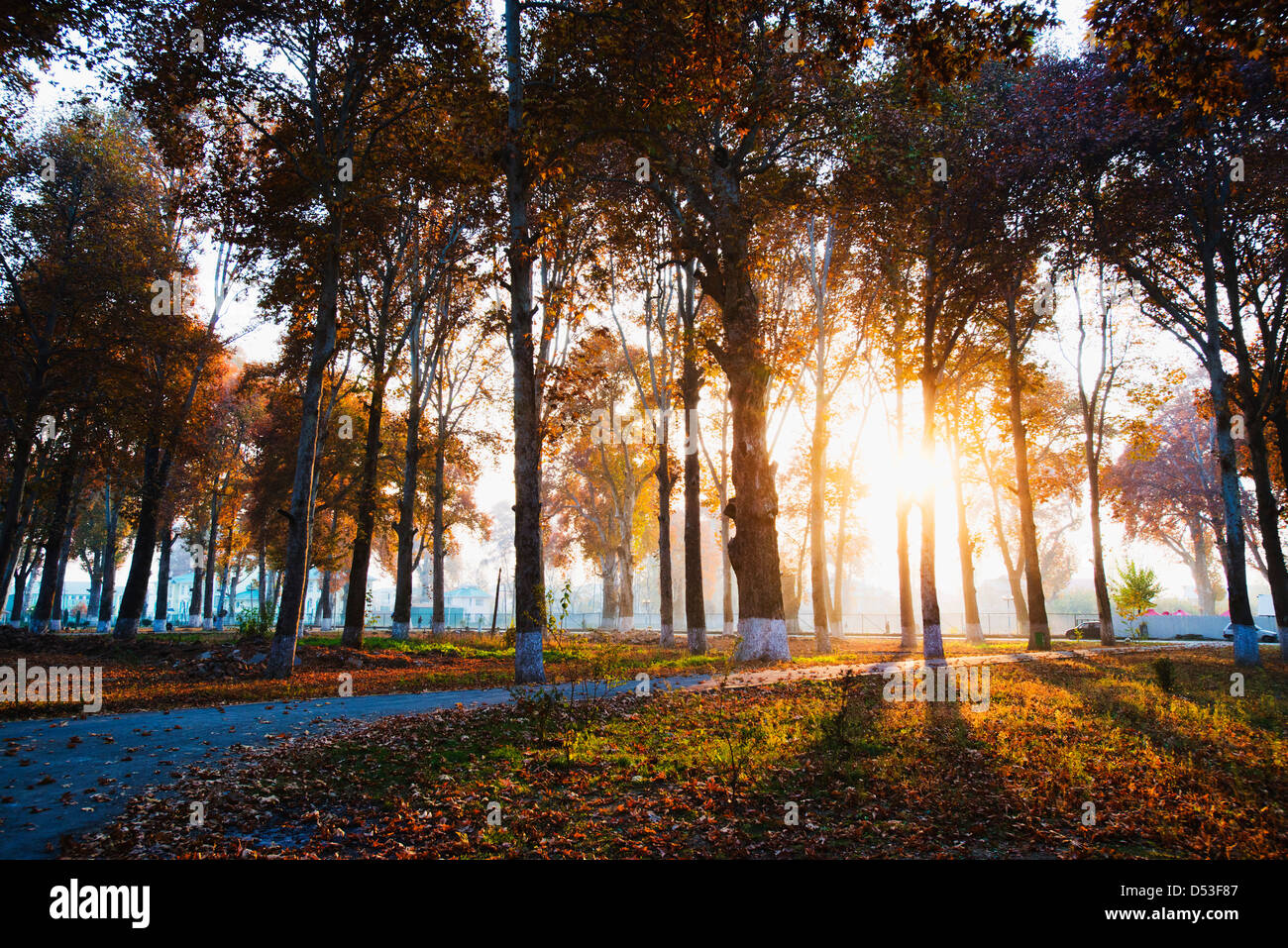 Trees in a garden, Naseem Bagh, Srinagar, Jammu And Kashmir, India ...