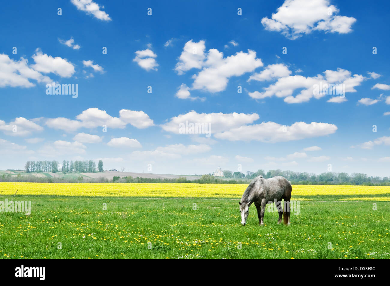 Grey horse on meadow hi-res stock photography and images - Alamy