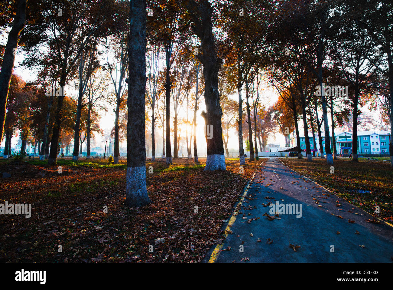 Trees in a garden, Naseem Bagh, Srinagar, Jammu And Kashmir, India ...