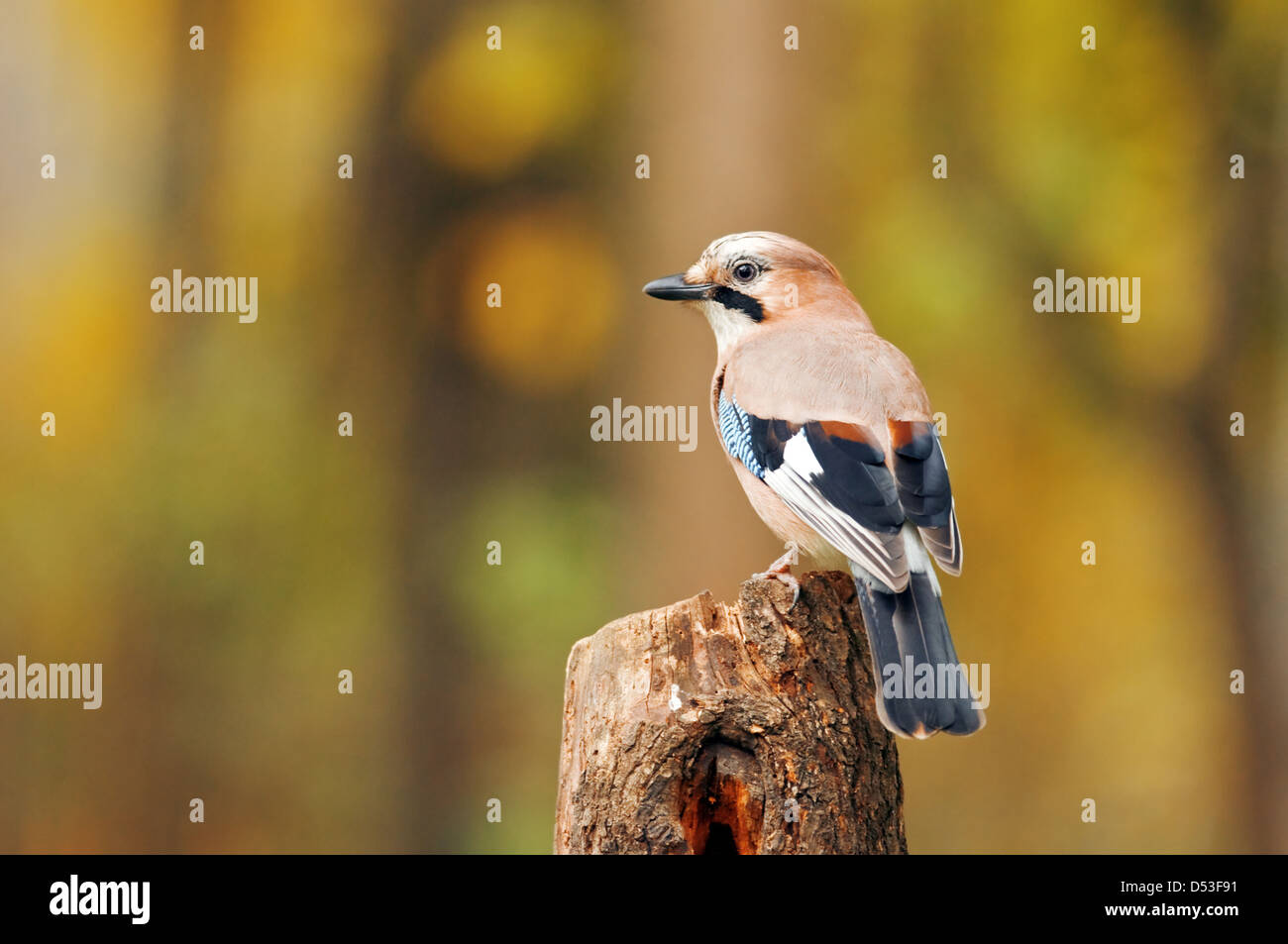Jay bird close up hi-res stock photography and images - Alamy