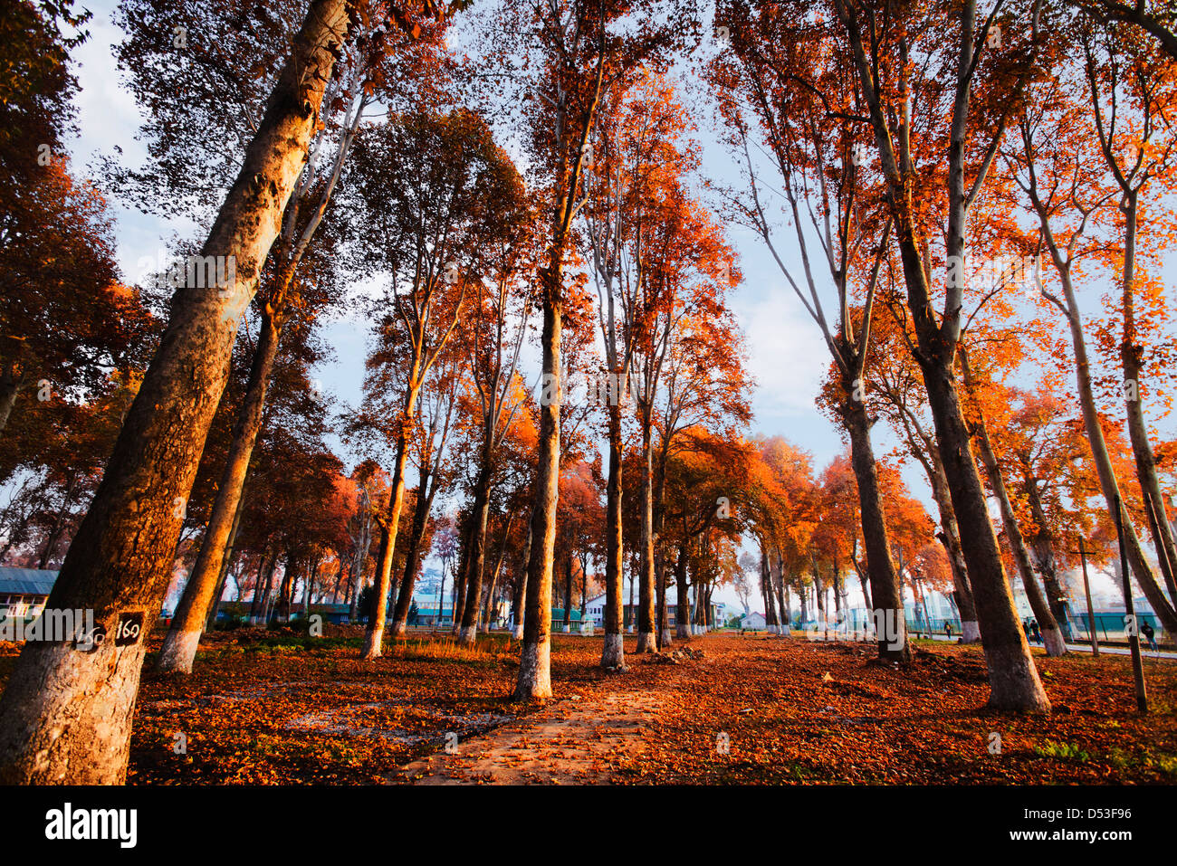Naseem bagh hi-res stock photography and images - Alamy