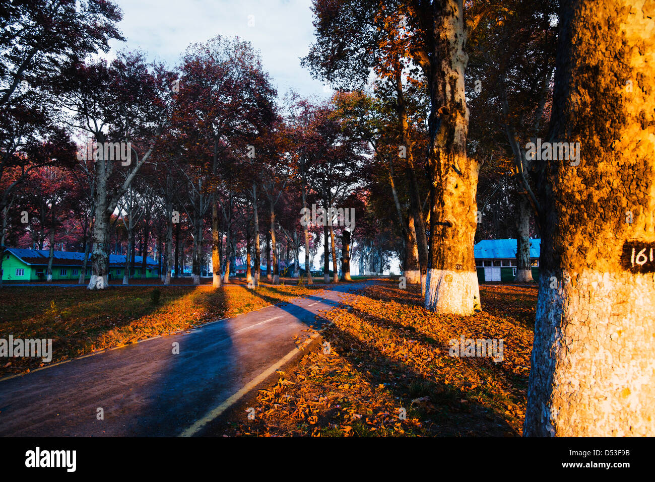 Trees in a garden, Naseem Bagh, Srinagar, Jammu And Kashmir, India ...