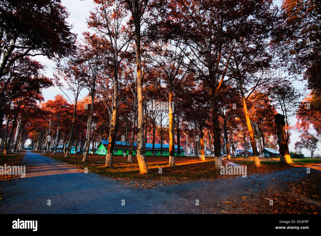 Trees in a garden, Naseem Bagh, Srinagar, Jammu And Kashmir, India ...
