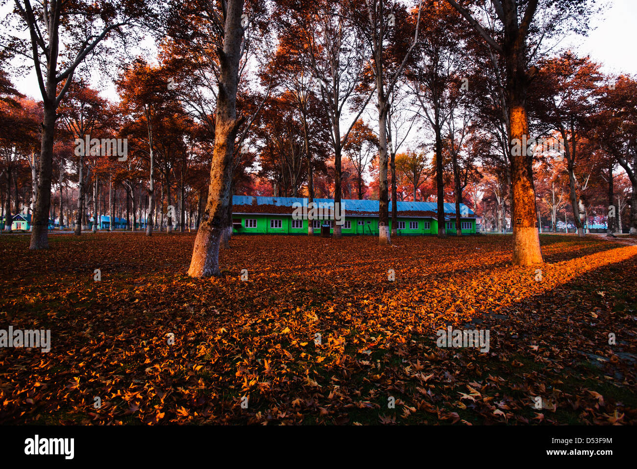 Trees in a garden, Naseem Bagh, Srinagar, Jammu And Kashmir, India ...